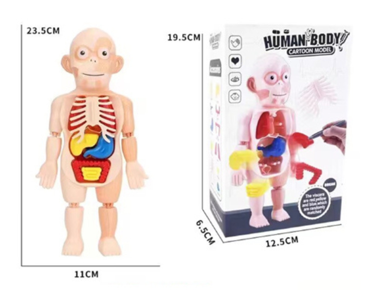 HM986 Human Body Anatomy Model Toy – Educational Organ Puzzle for Kids ...